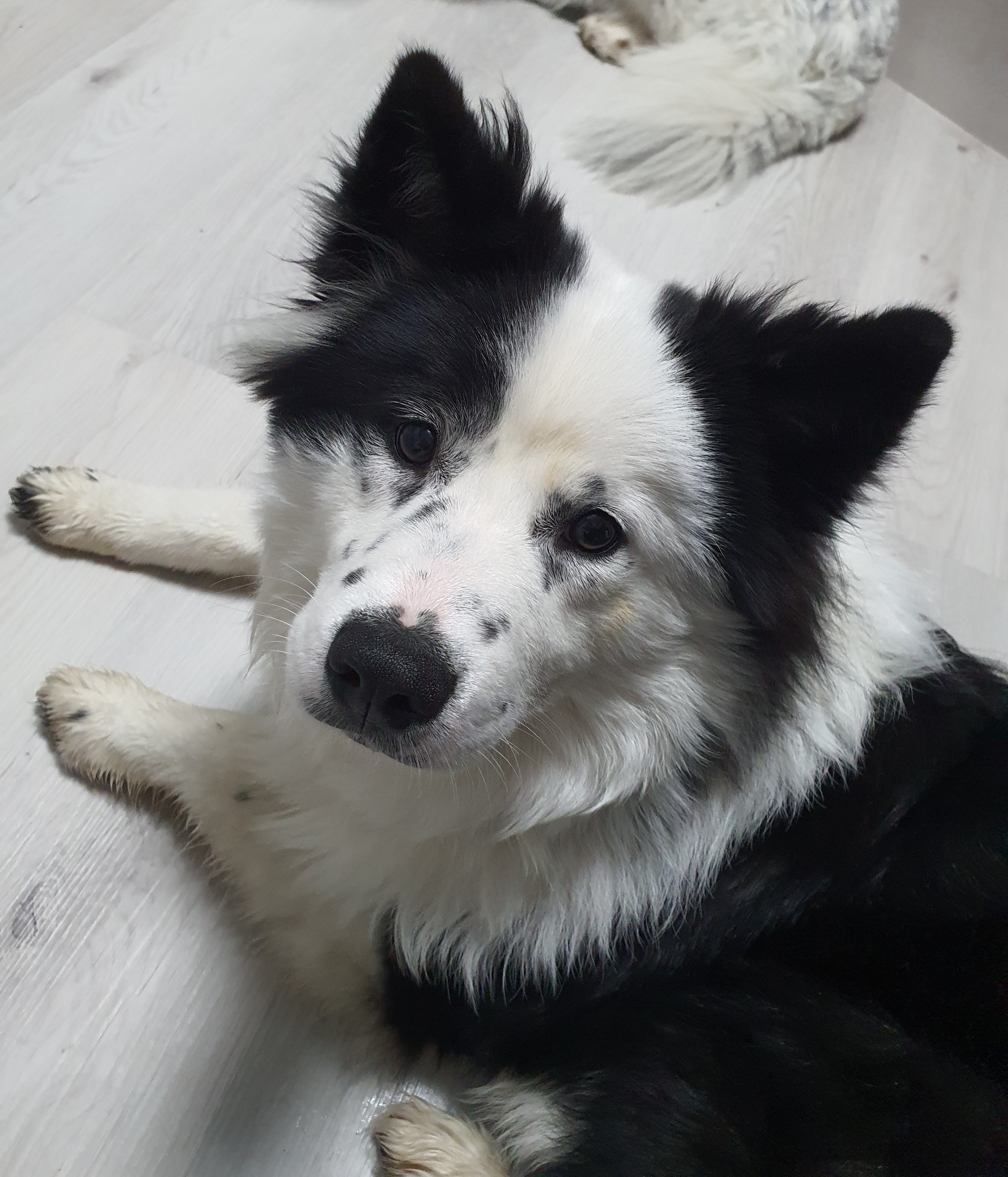 Chebo vom Schmiedestollen - Unser Rudel